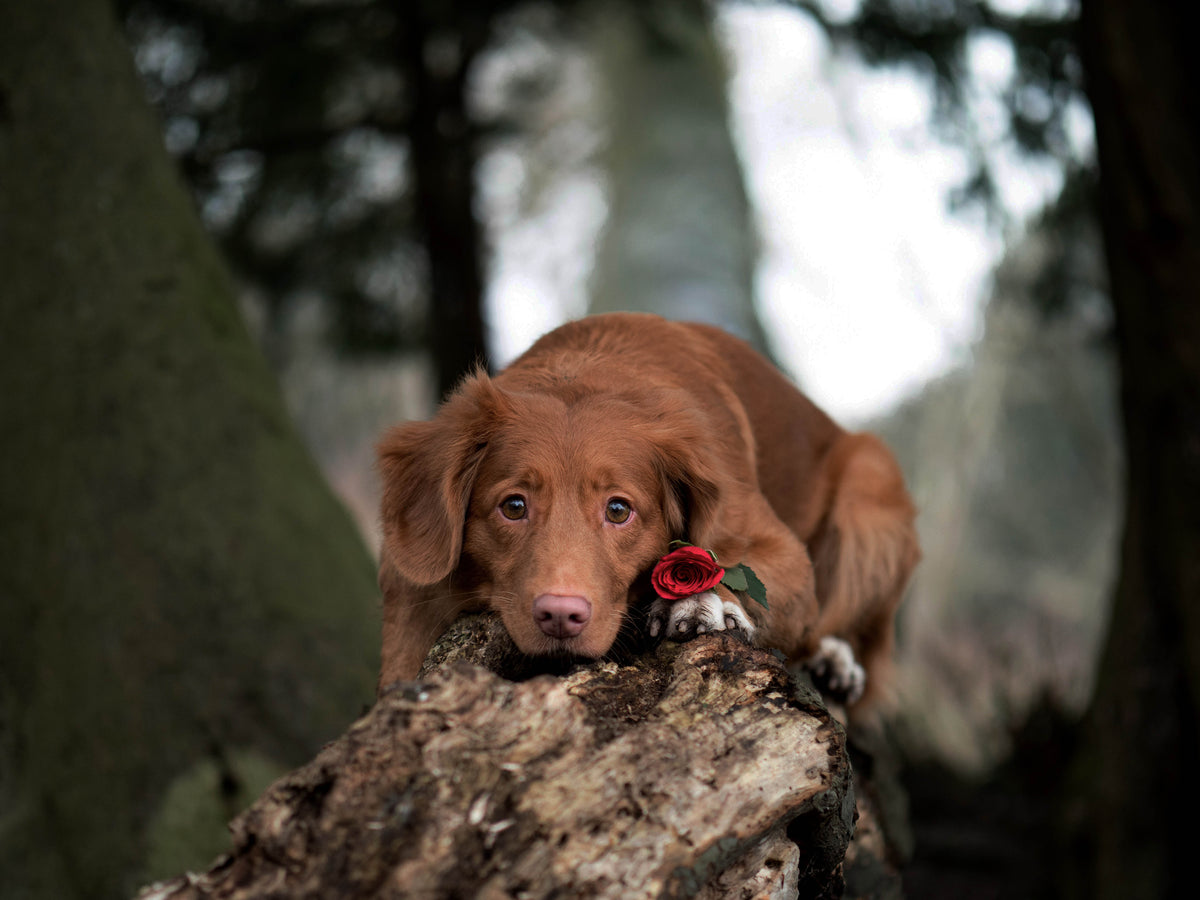 SYDNEY SOCIAL 101: Luxe Valentine’s Day | Bourke St the Label