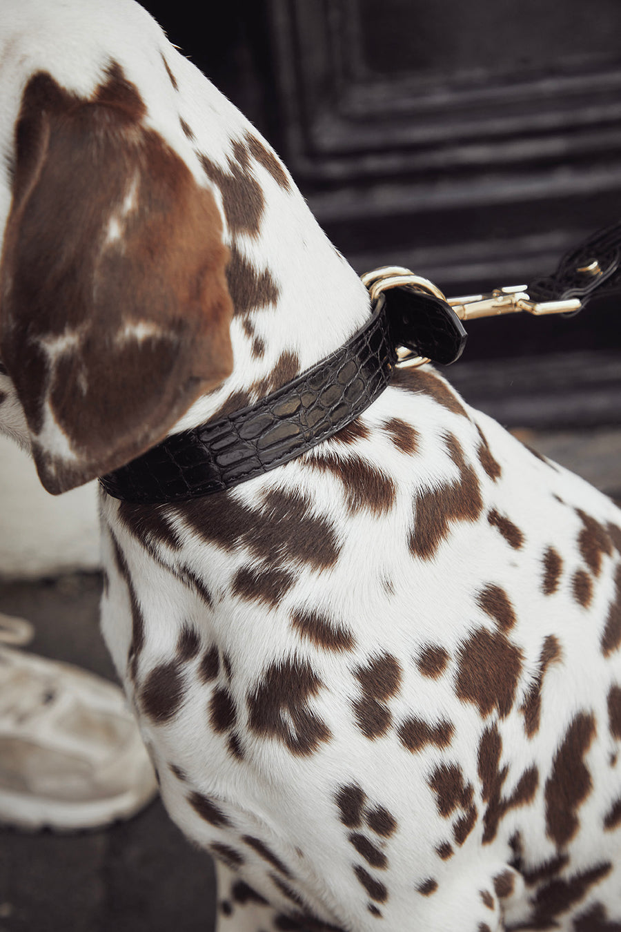 Designer Cream Leather and Rose Dog Collars in Melbourne | Bourke St ...